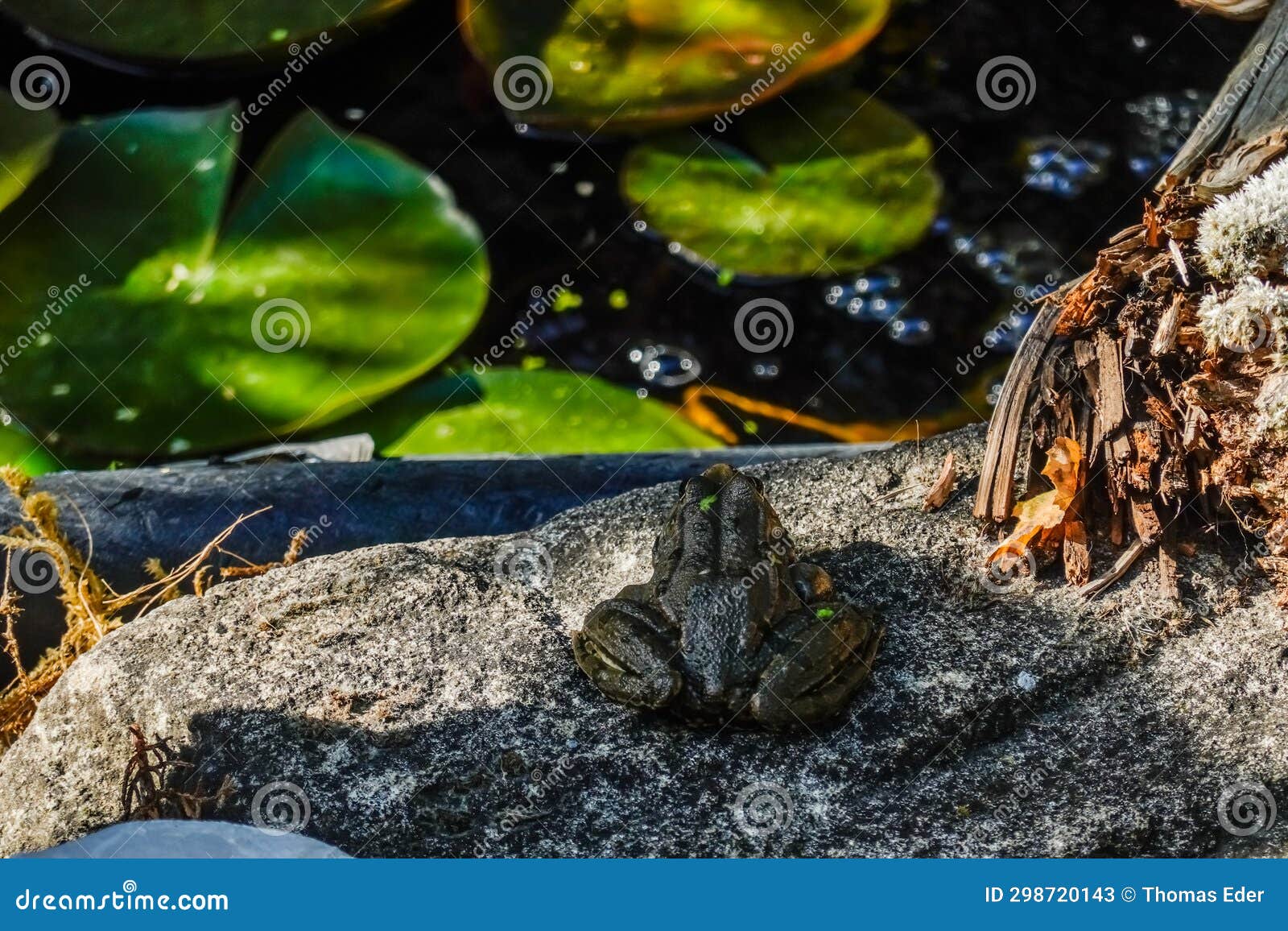 Frog Sitting on a Stone To Jump into the Water Stock Image - Image of ...