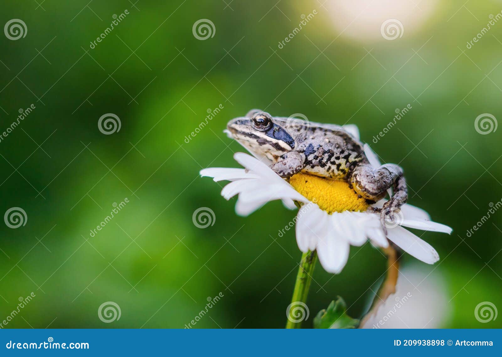 Frog Sitting on a White Daisy Stock Photo - Image of amphibia, wildlife ...