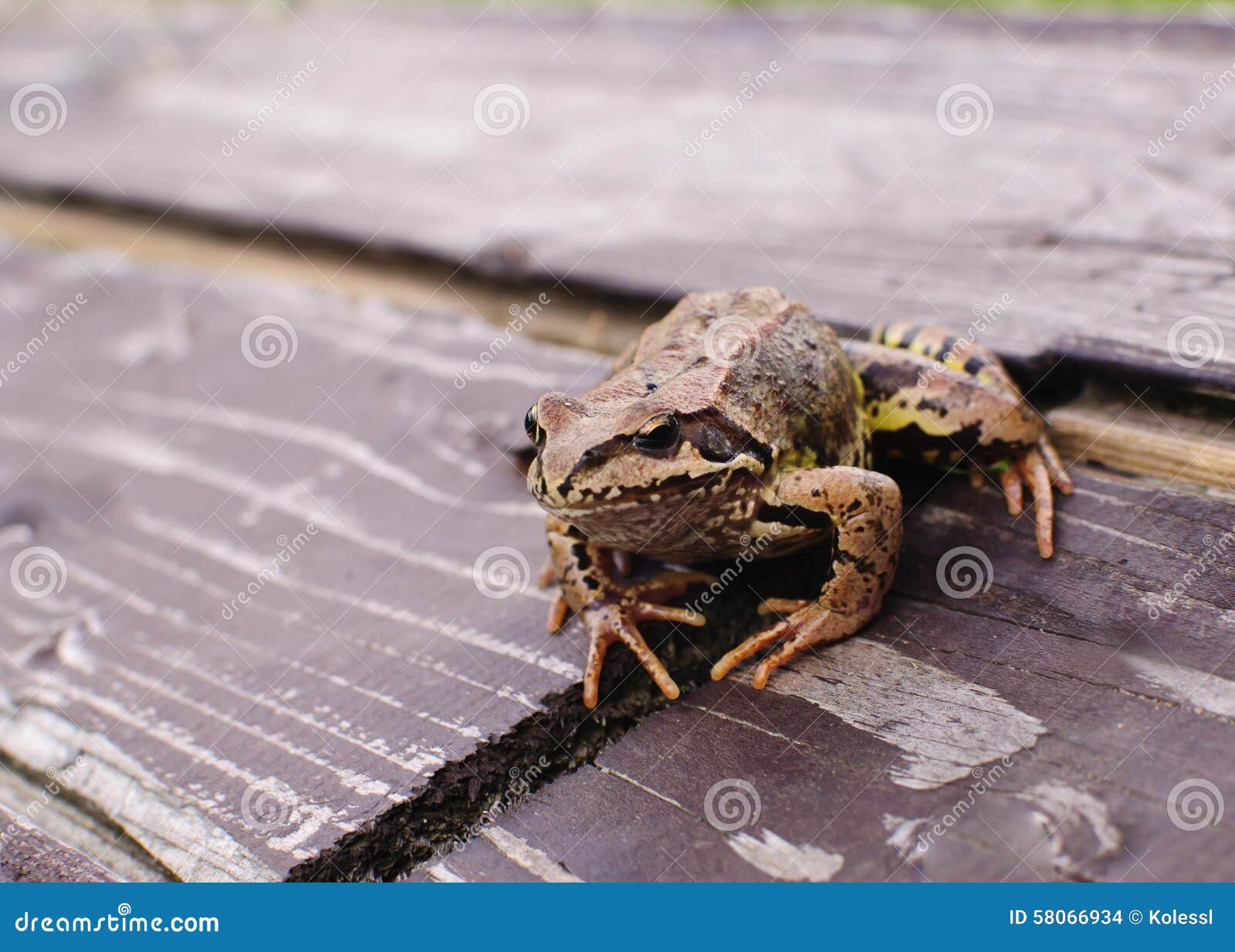 Frog stock photo. Image of wildlife, nature, texture - 58066934