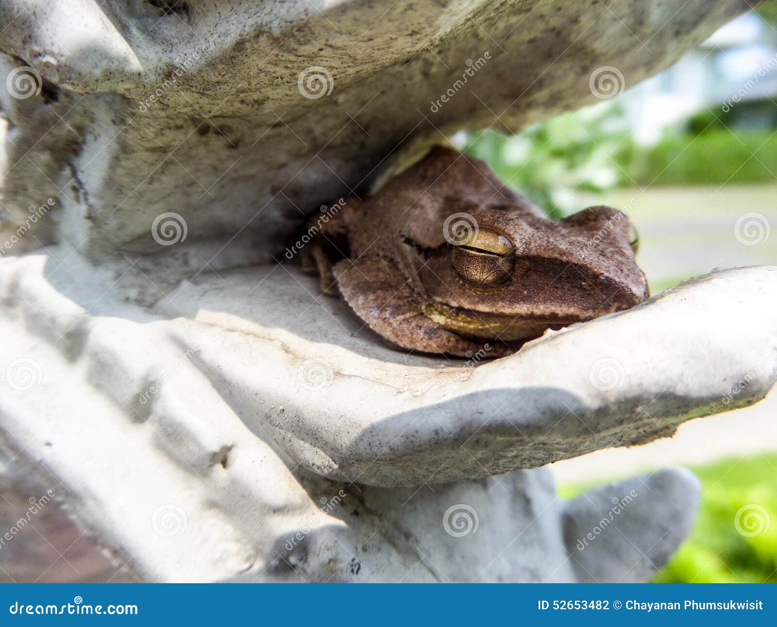 Frog sleep stock photo. Image of frog, amphibian, dreams - 52653482