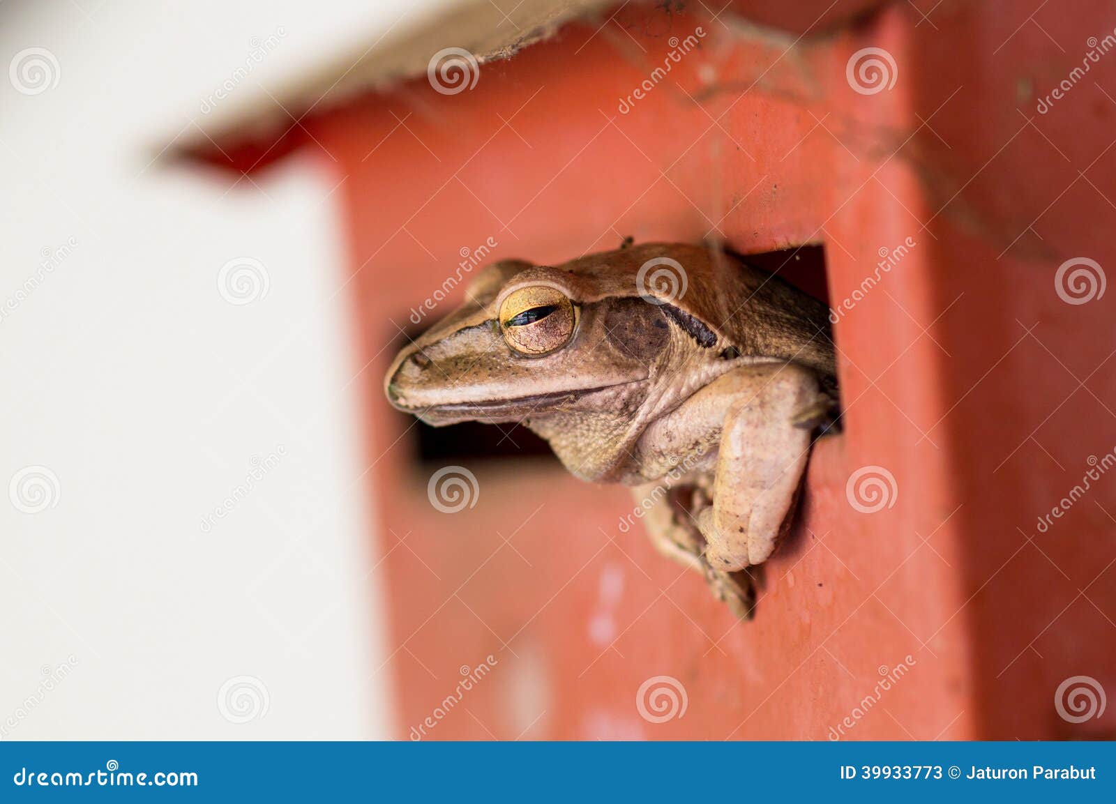 Frog sleeping stock image. Image of animal, sleeping - 39933773