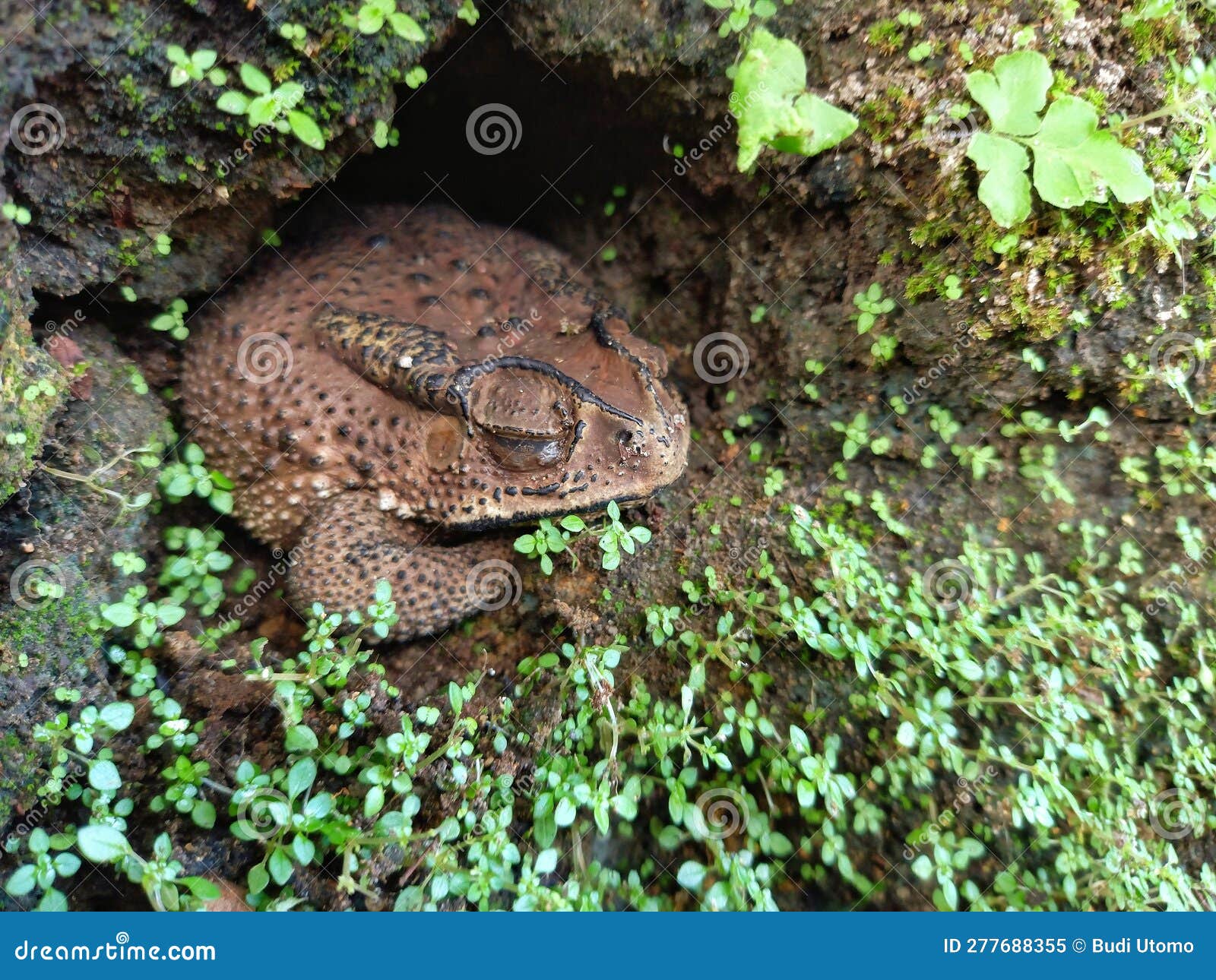The Frog Sleeps in the Hole Stock Image - Image of nature, animal ...