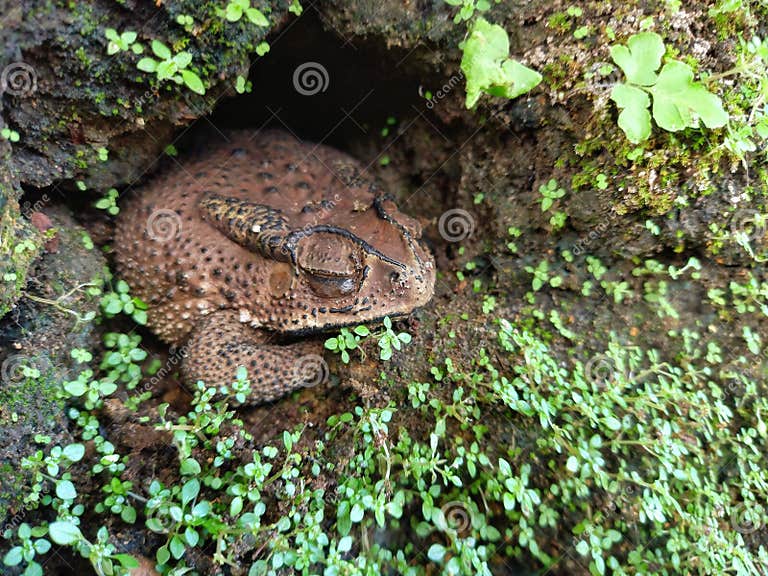 The Frog Sleeps in the Hole Stock Image - Image of nature, animal ...