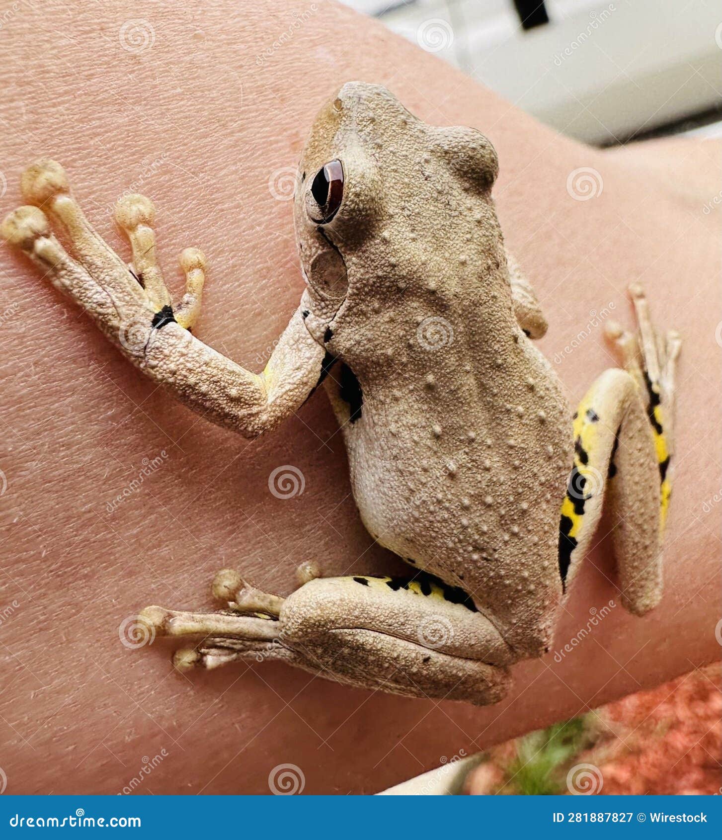 Frog with Small Legs Sitting on Someone S Arm Stock Image - Image of ...