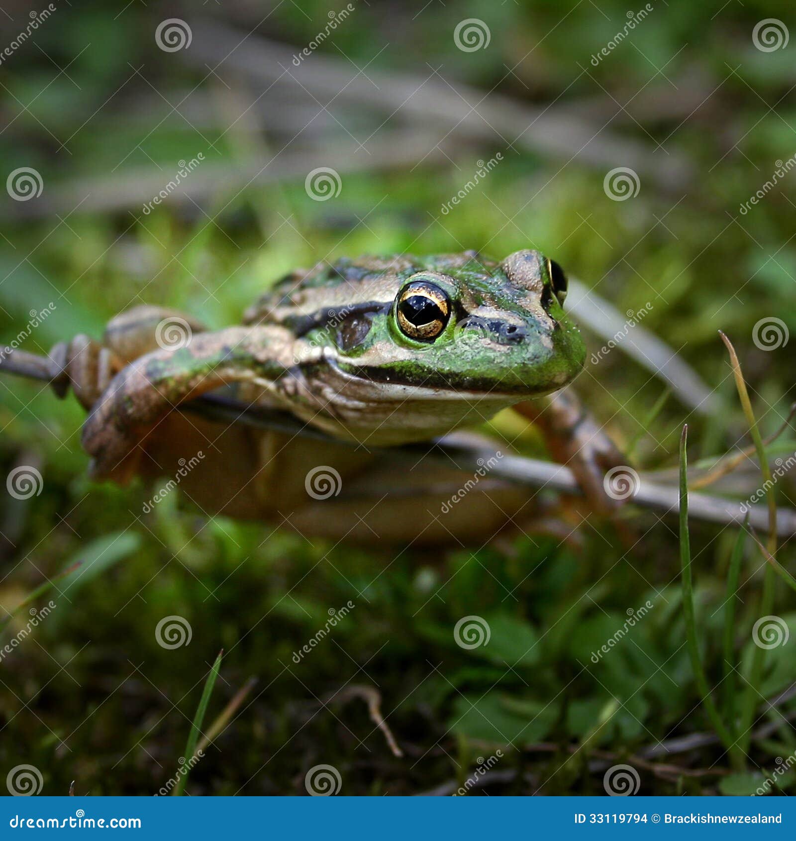 Southern Bell Frog stock photo. Image of white, nature - 33119794