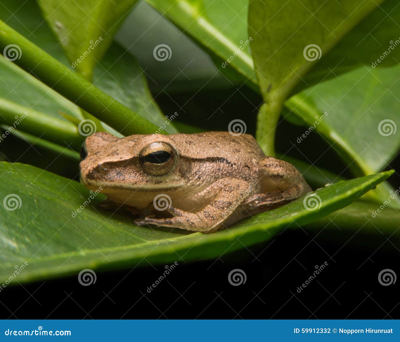 Frog /a small toad stock photo. Image of smalltoad, nature - 59912332