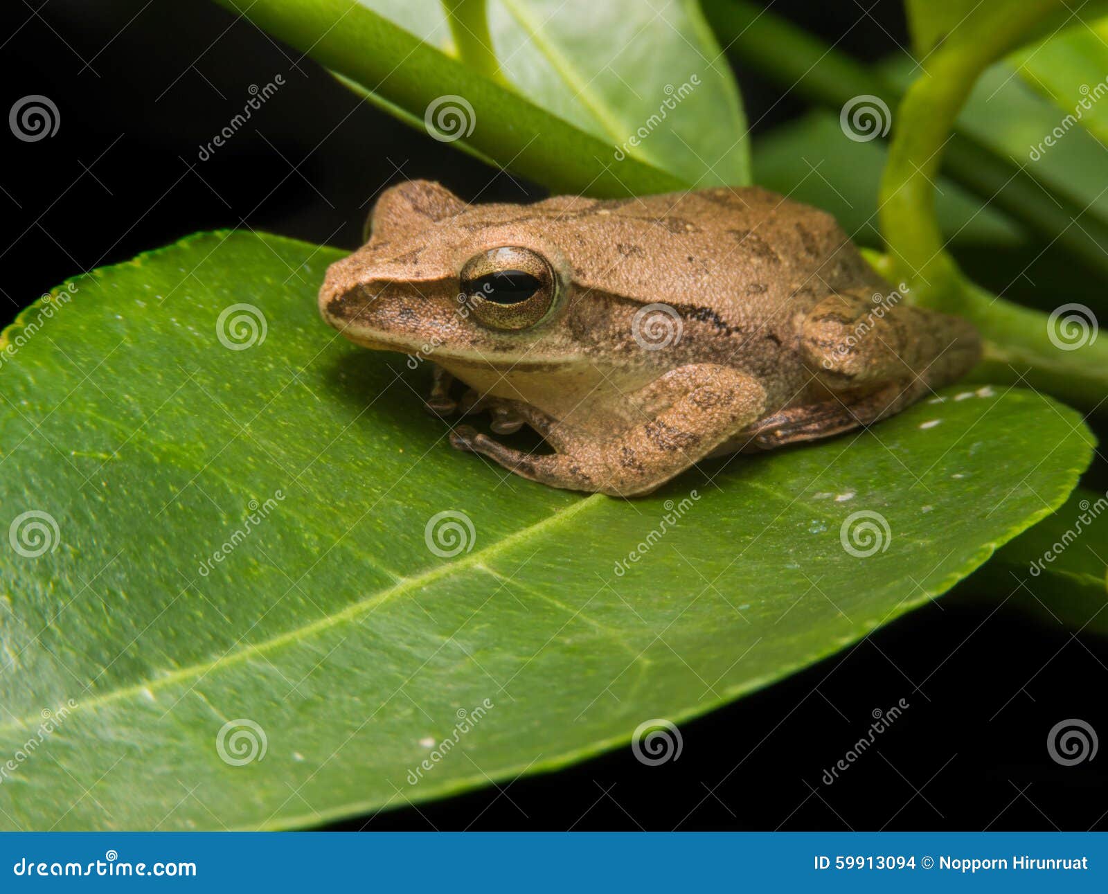 Frog /a small toad stock photo. Image of smalltoad, small - 59913094