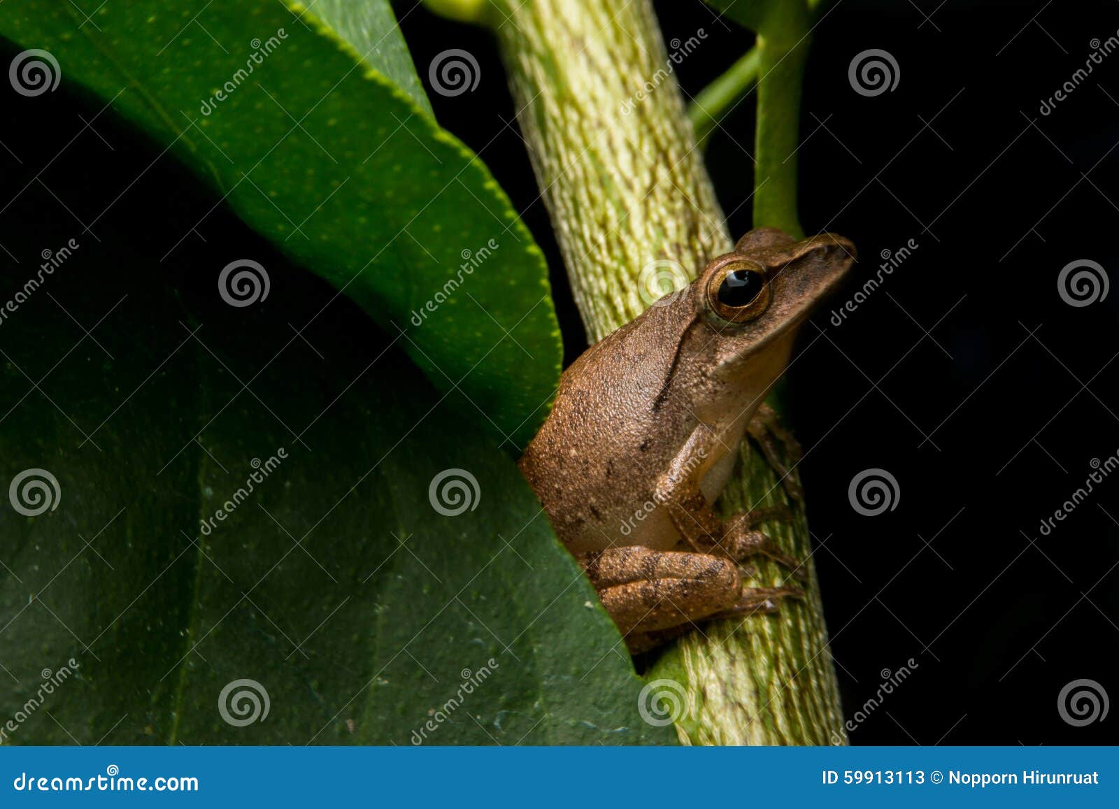 Frog /a small toad stock image. Image of green, macro - 59913113