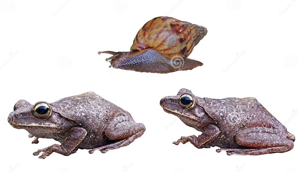 Frog and snail isolation stock image. Image of isolation - 36177065
