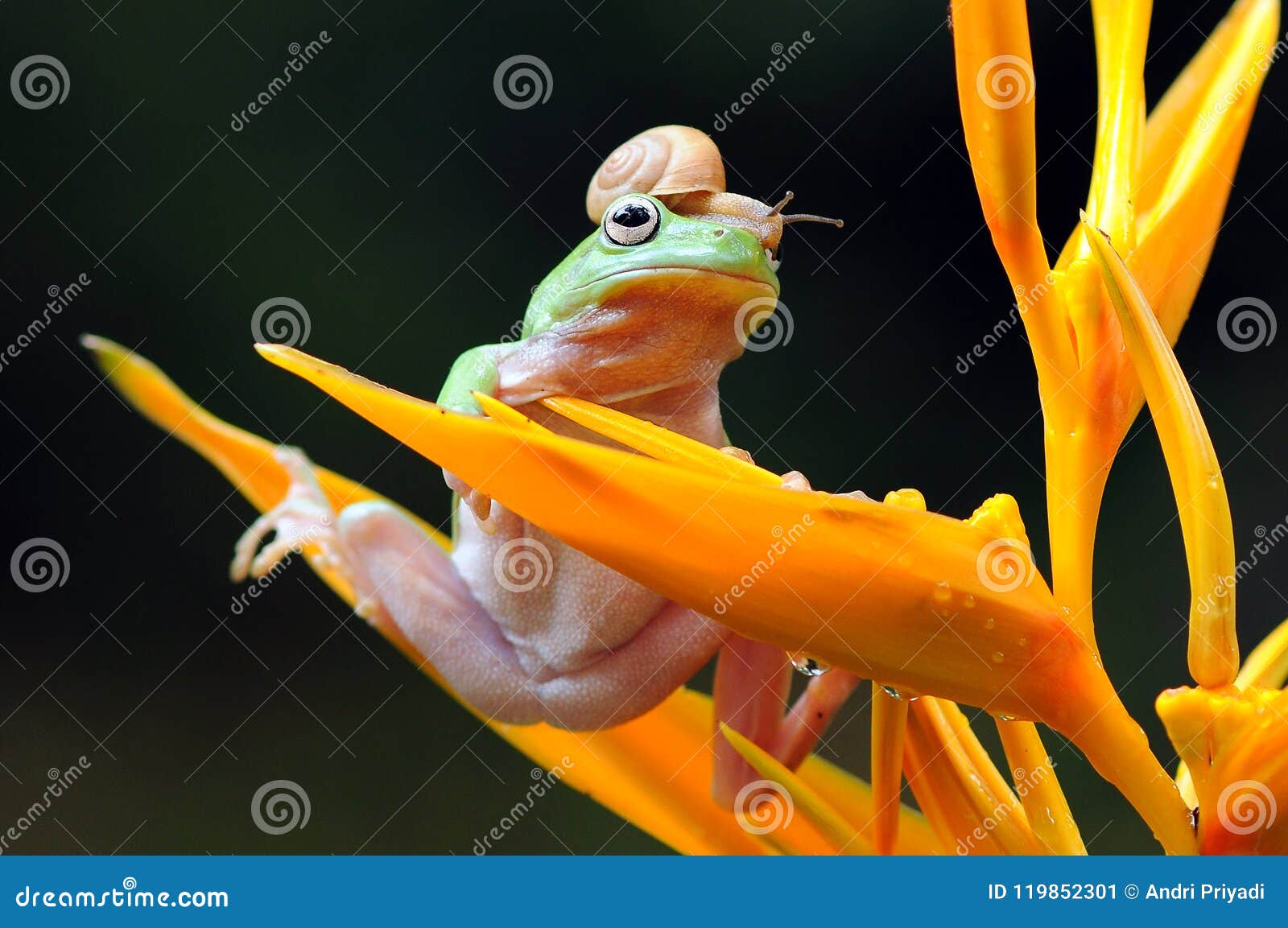 Frog with snail on leaves stock image. Image of walking - 119852301