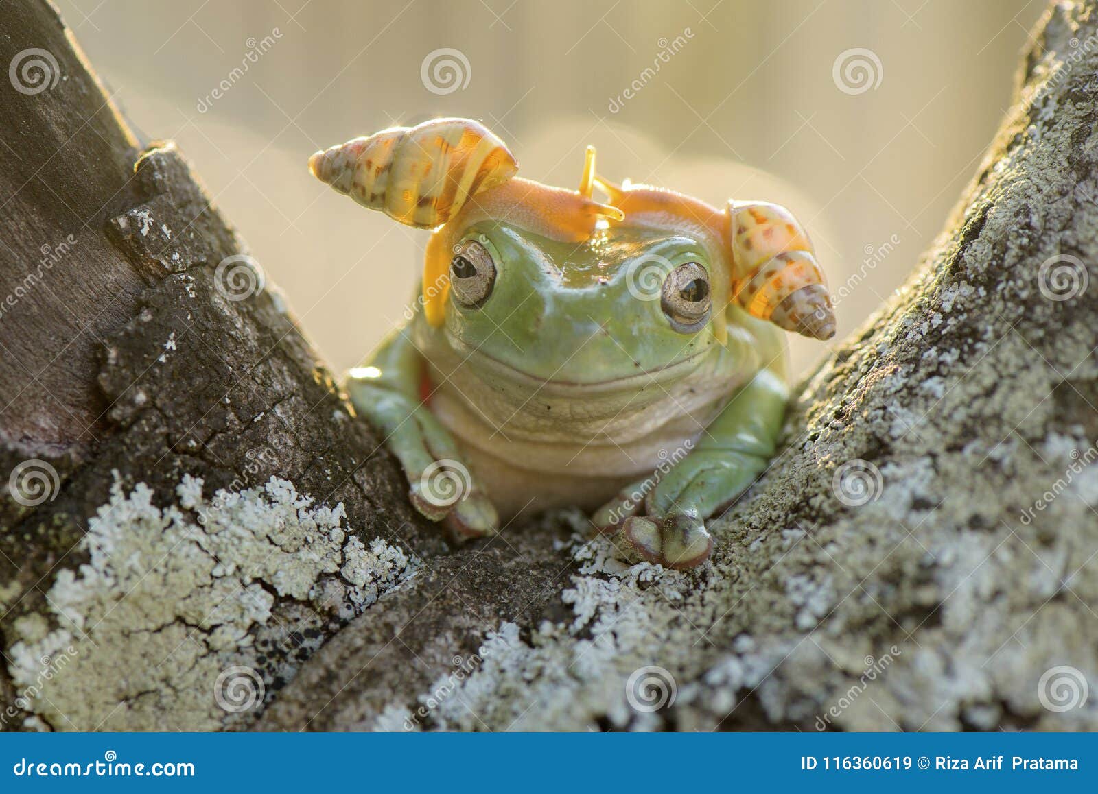 Frog used hat snail stock image. Image of snail, green - 116360619