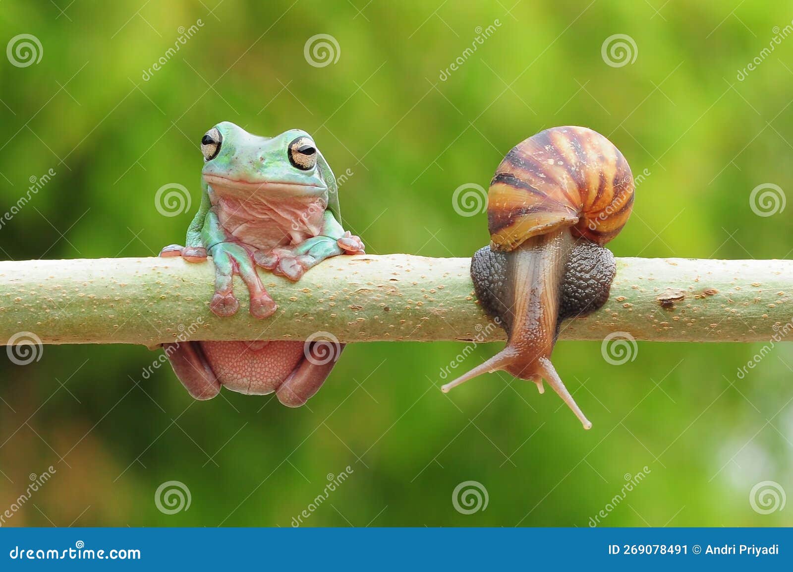 Frog with Snail, Tree Frog, Flying Frog, Stock Image - Image of reptile ...