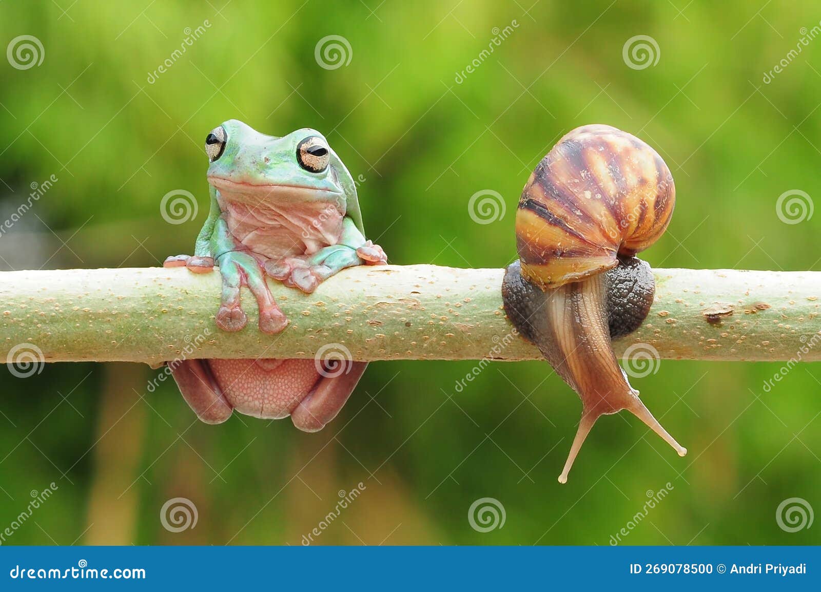 A Snail On A Tree. Beautiful Photos Of Small Insects. Royalty-Free ...