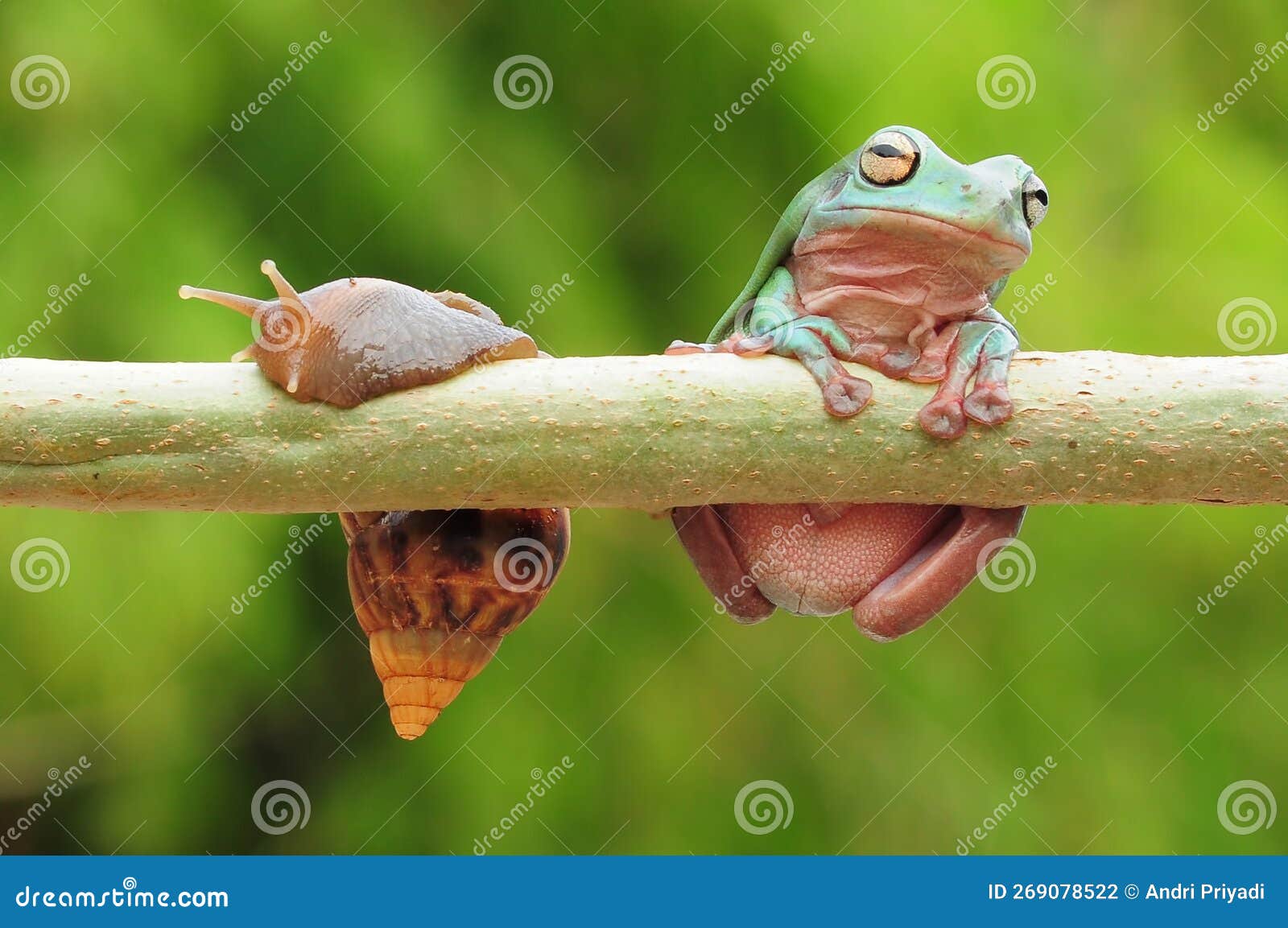Frog with Snail, Tree Frog, Flying Frog, Stock Photo - Image of flowers ...