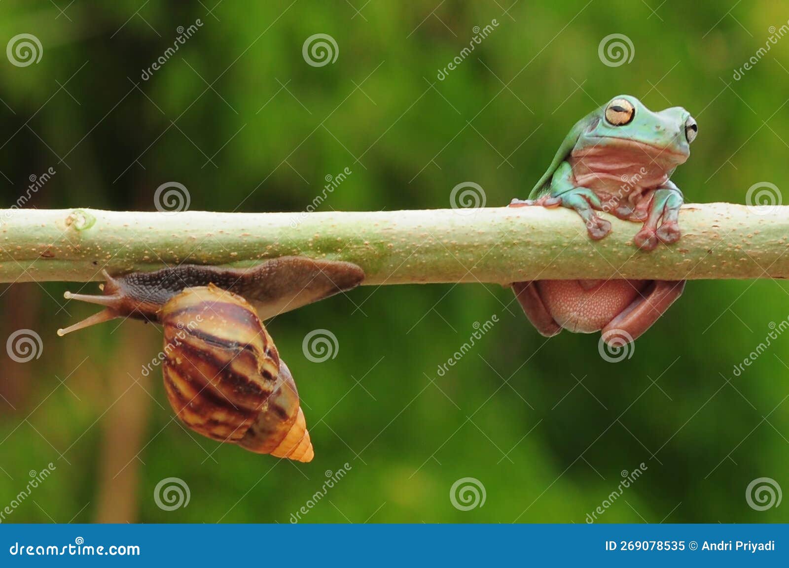 Frog with Snail, Tree Frog, Flying Frog, Stock Image - Image of foliage ...