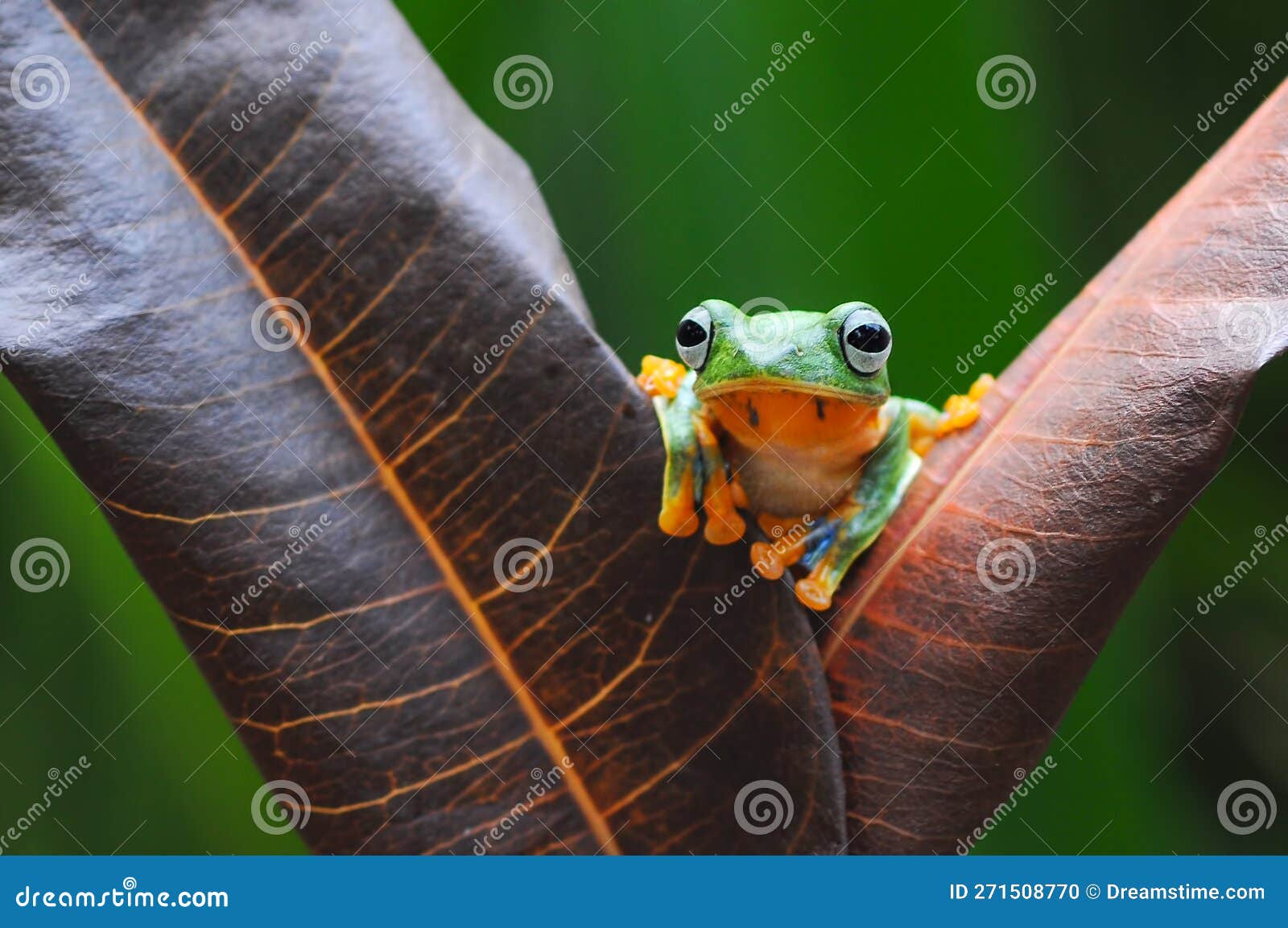 Frog with Snail, Tree Frog, Flying Frog, Stock Photo - Image of leaf ...