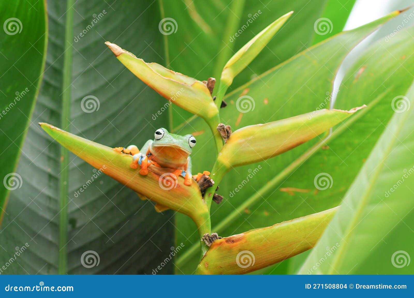 Frog with Snail, Tree Frog, Flying Frog, Stock Photo - Image of flying ...
