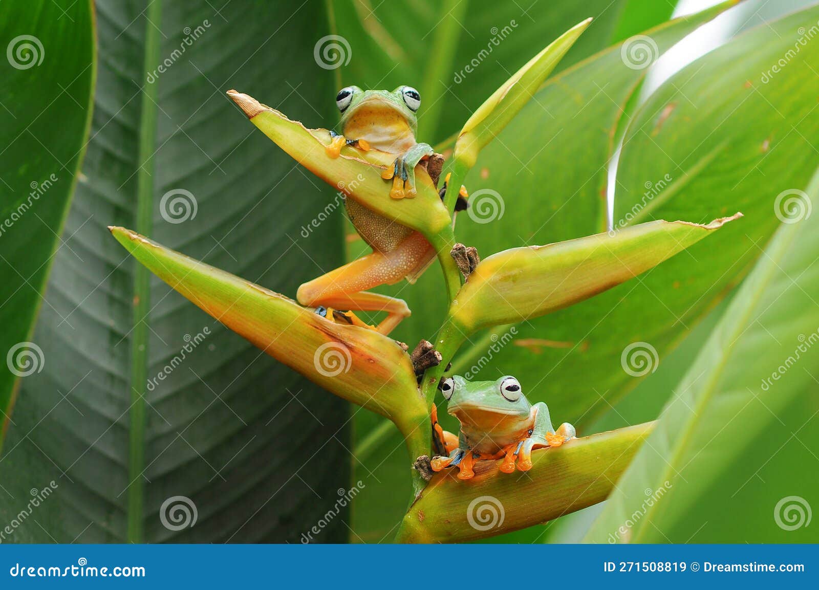 Frog with Snail, Tree Frog, Flying Frog, Stock Image - Image of snail ...