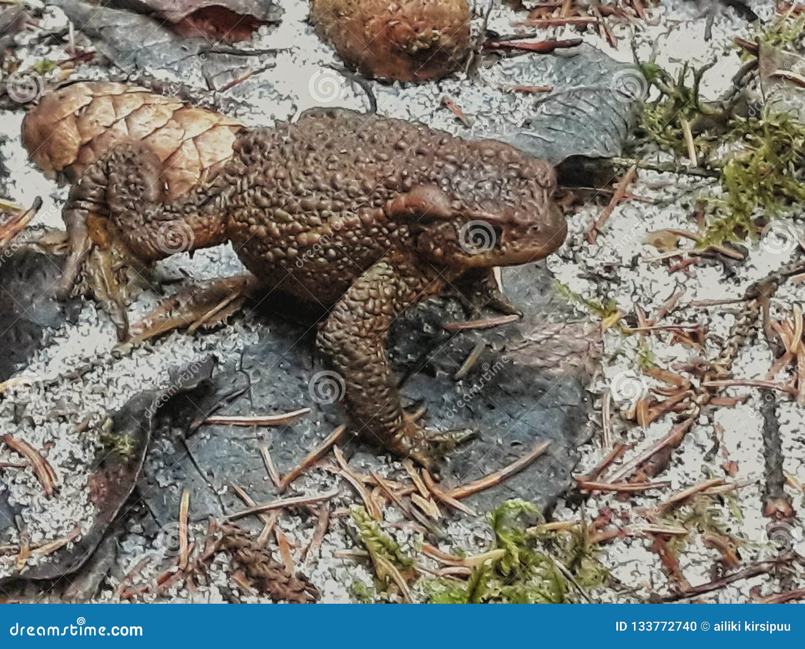 Frog stock photo. Image of snow, winter, frog, nature - 133772740