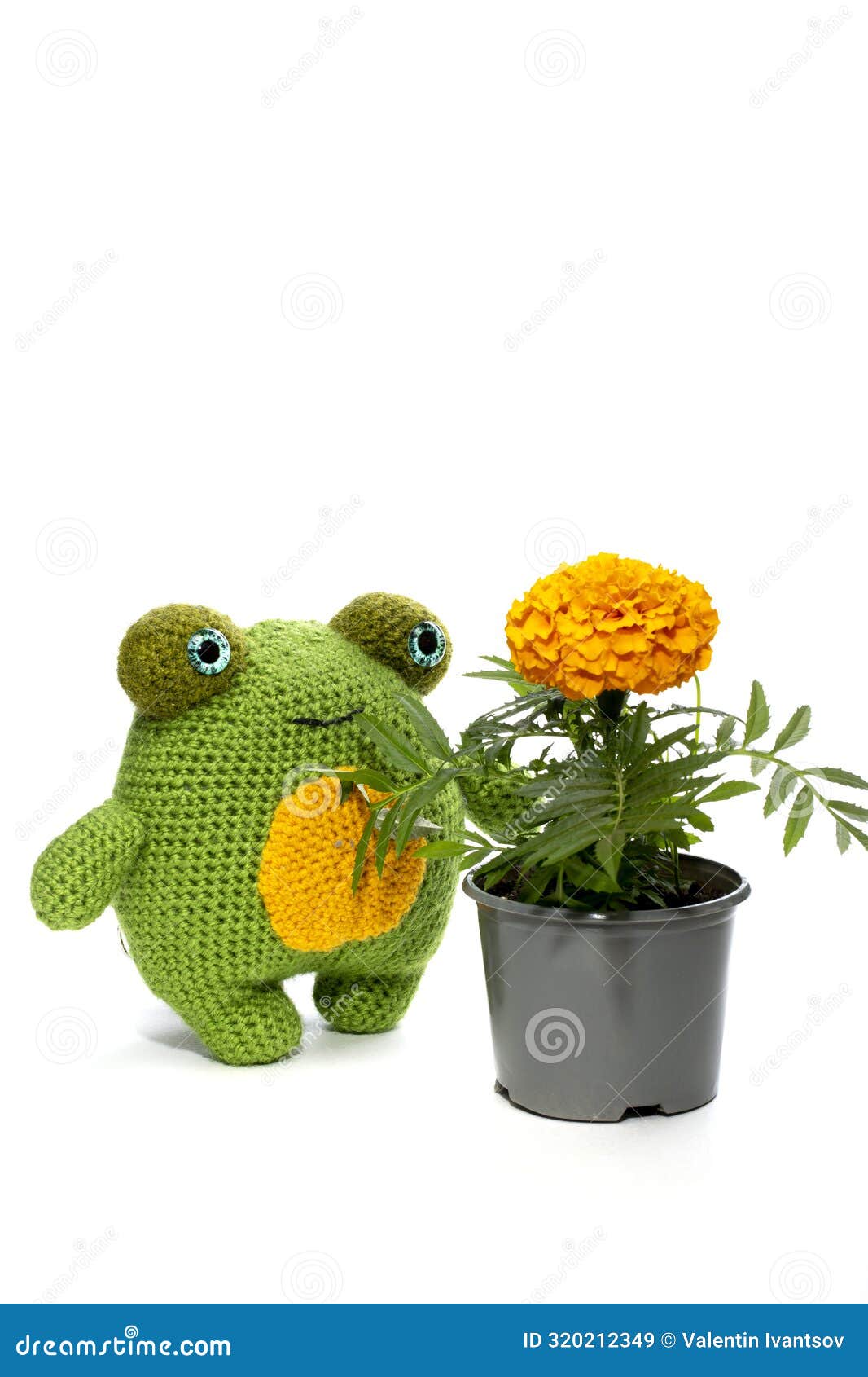 The Frog is a Soft Knitted Wool Toy Made of Wool on a White Background ...