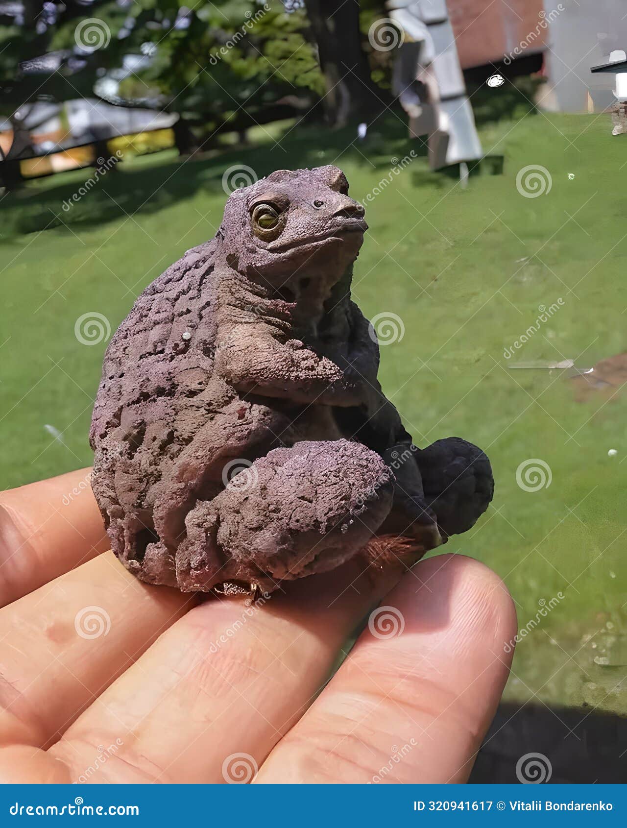 Banded Bullfrog (Kaloula Pulchra) Hand Drawn Vector Illustration ...