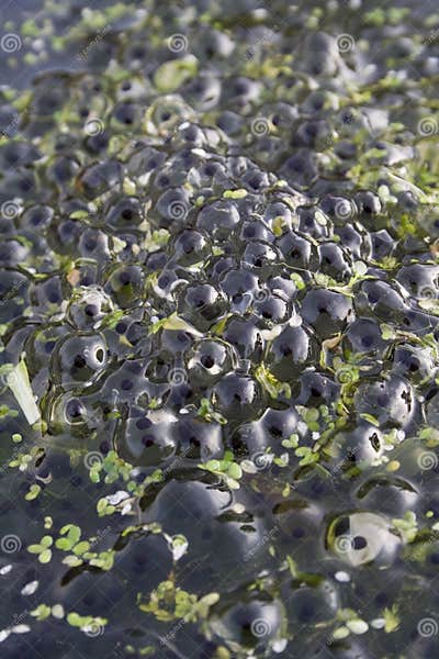 Frog spawn stock photo. Image of wildlife, toads, tadpoles - 4942452