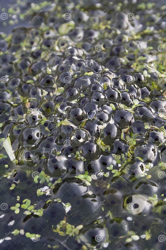 Frog spawn stock photo. Image of wildlife, toads, tadpoles - 4942452