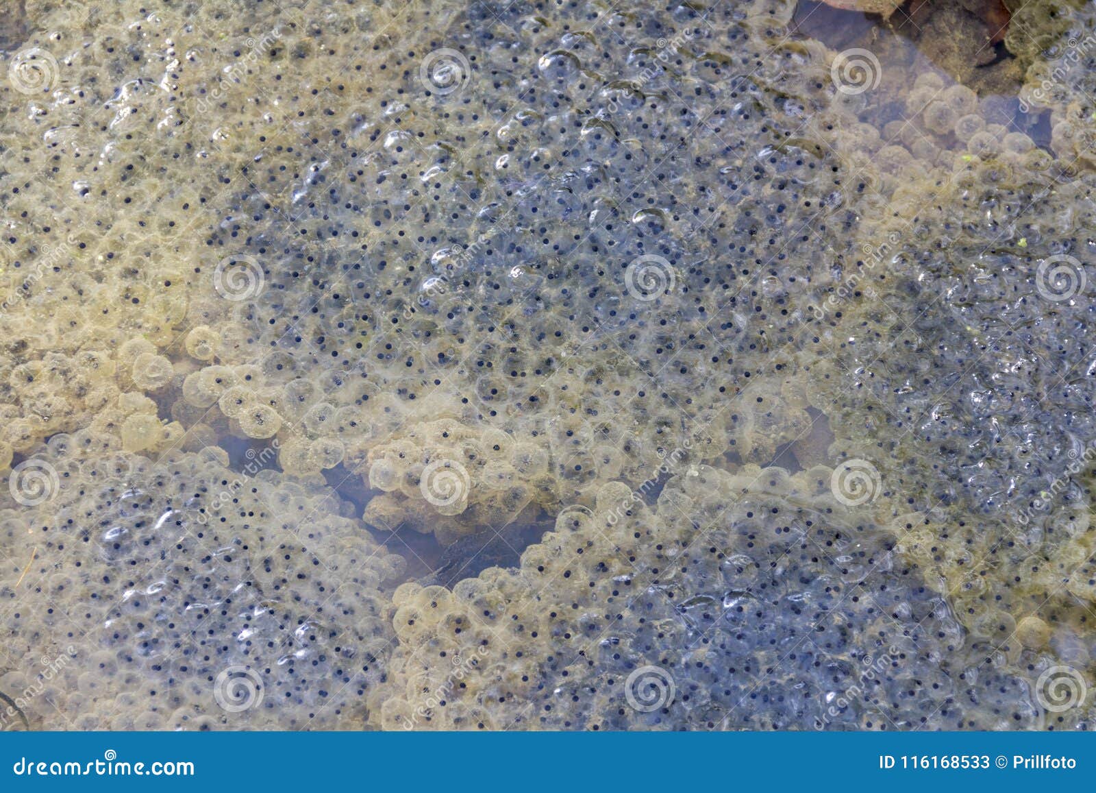 Frog spawn closeup stock image. Image of spring, slimy - 116168533