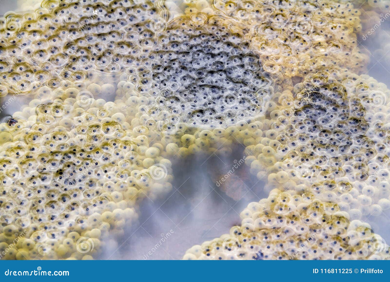 Frog spawn closeup stock image. Image of reproduction - 116811225