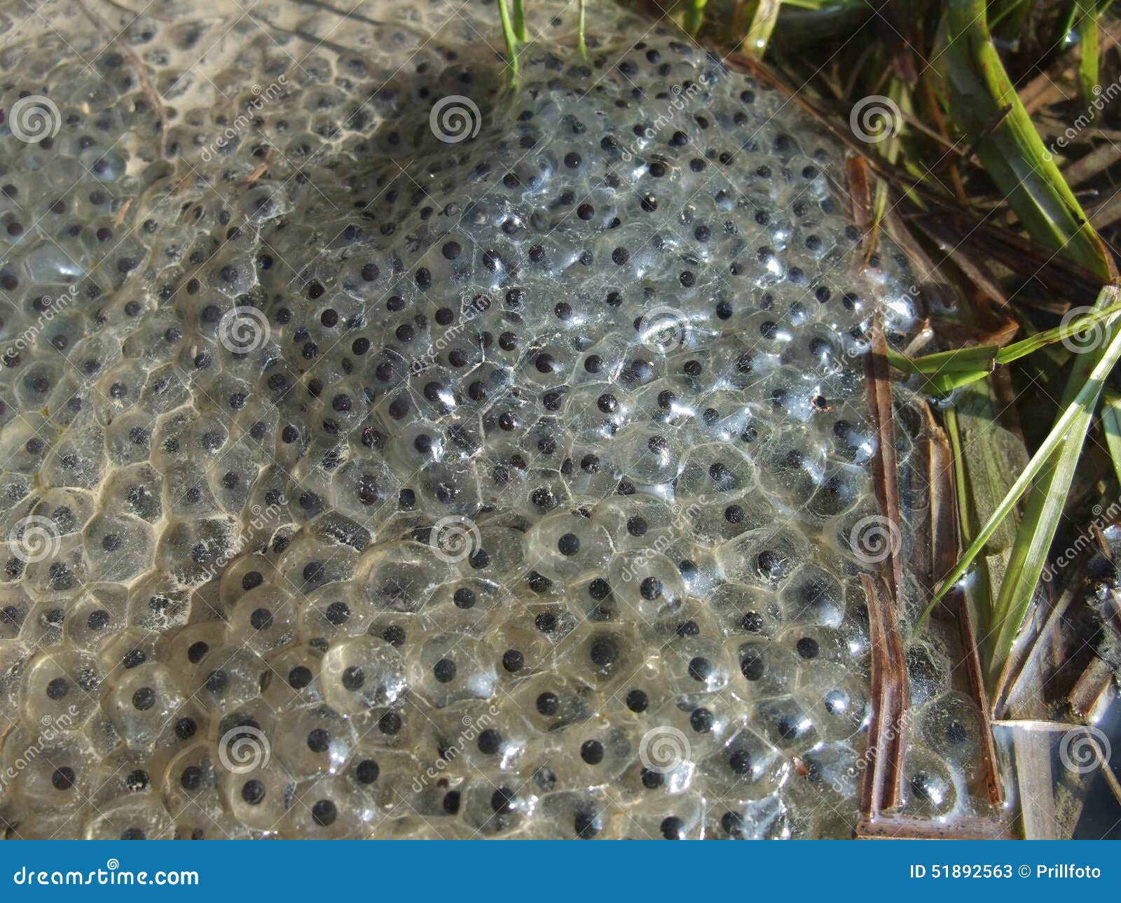 Frog spawn closeup stock image. Image of amphibian, close - 51892563