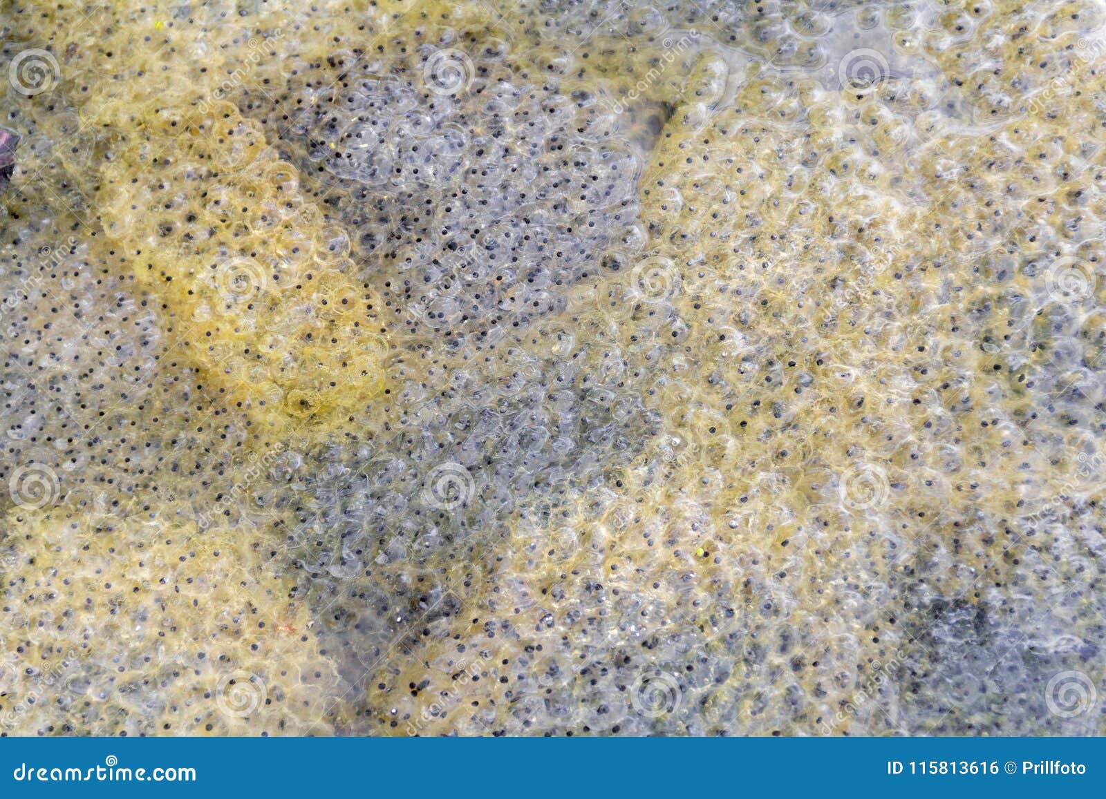 Frog spawn closeup stock photo. Image of spawning, biology - 115813616