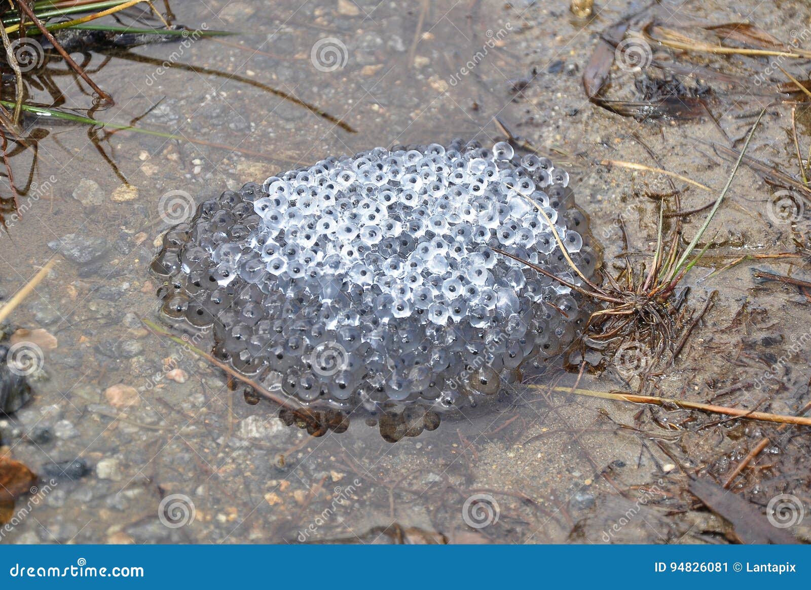 Frog Spawn Into A Muddy Soil, Danger To Drying Up Or Dehydration Stock ...
