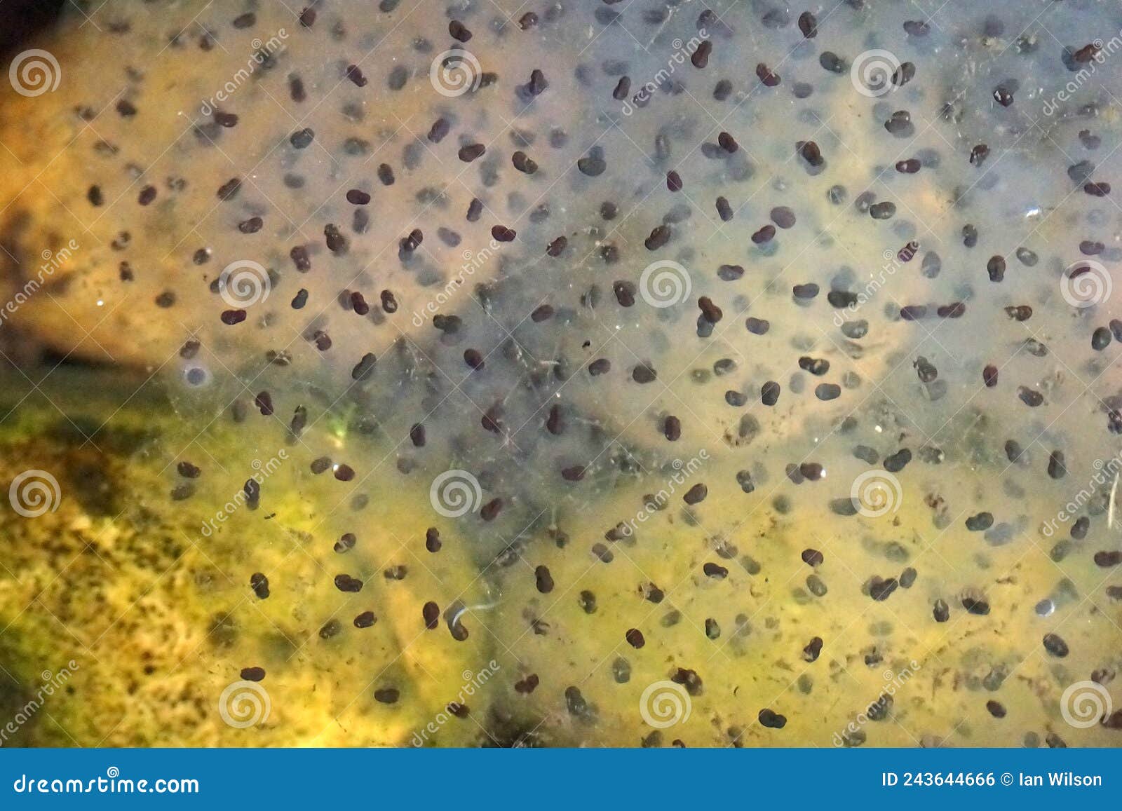 Frog Spawn - Day 7 of Development Stock Photo - Image of days ...