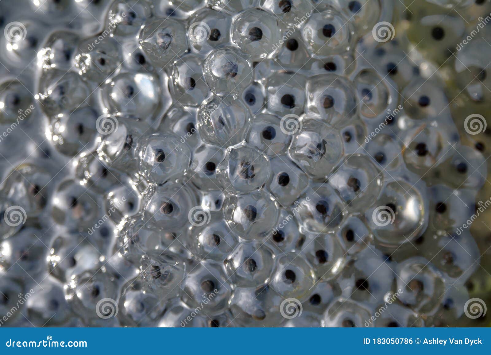 Clump of Frog Spawn in Closeup Stock Photo - Image of amphibian, animal ...