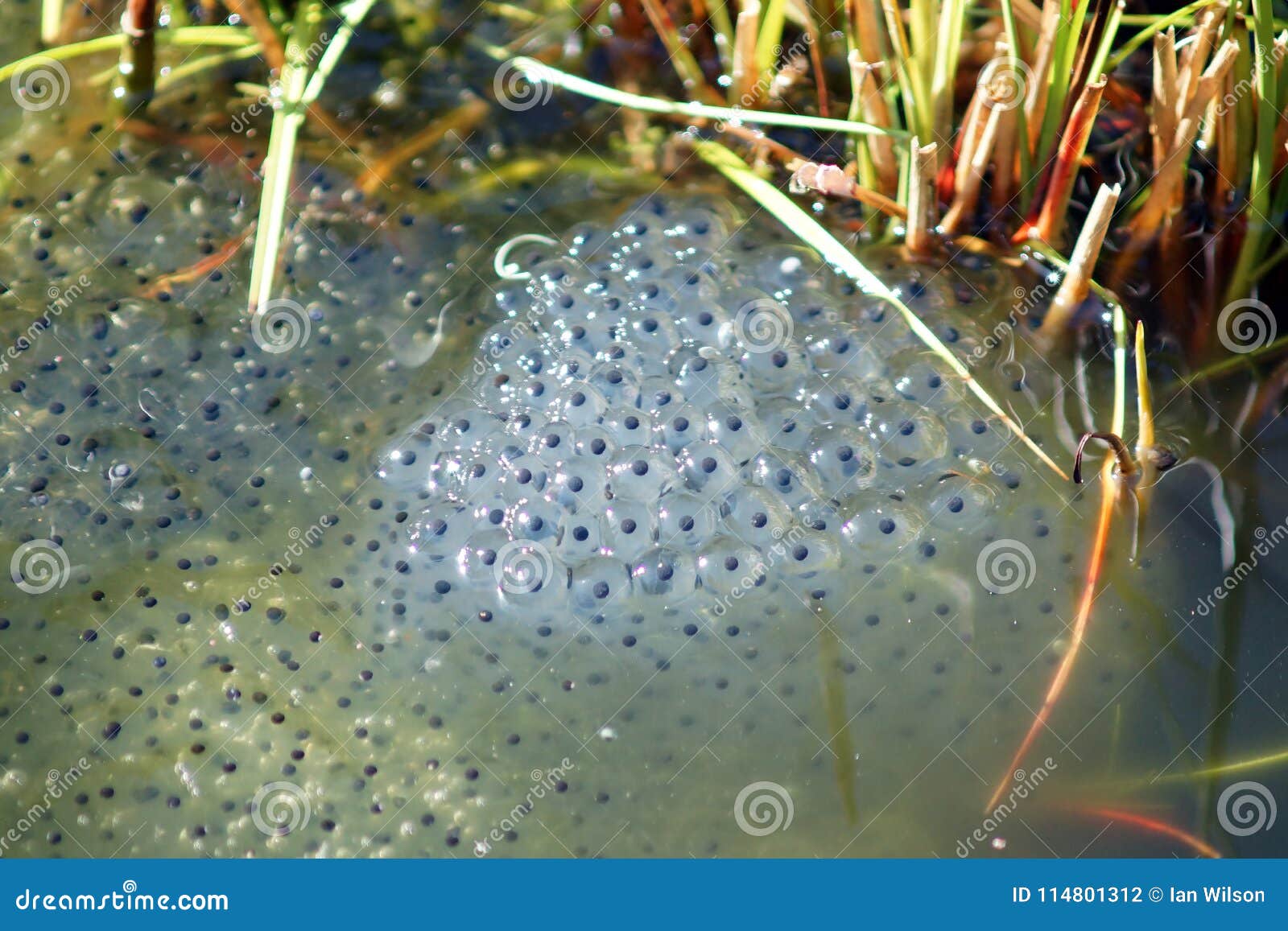 Frog Spawn stock photo. Image of tadpoles, eggs, spring - 114801312