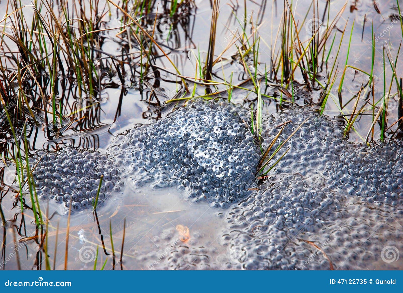 Frog spawn stock image. Image of amphibians, animals - 47122735
