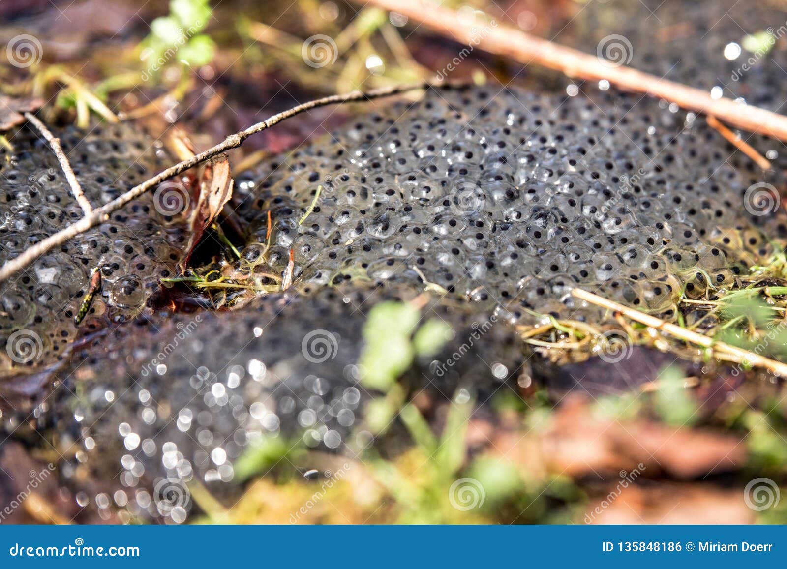 Frog Spawn into a Muddy Soil, Danger To Drying Up or Dehydration Stock ...