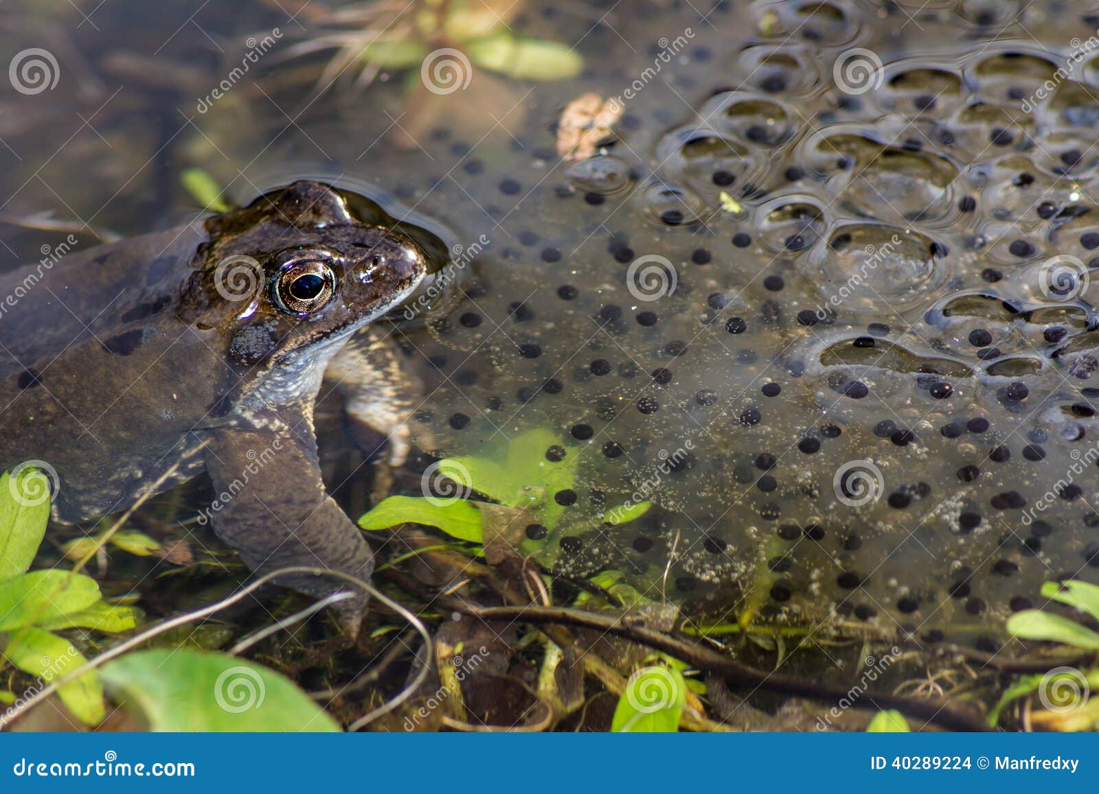 Frog Spawn stock photo. Image of springtime, water, animal - 40289224