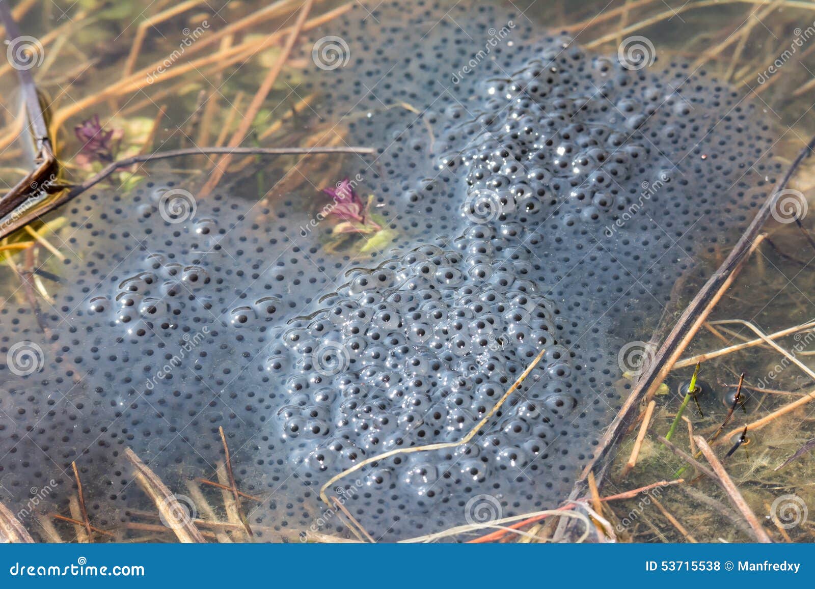 Frog Spawn stock photo. Image of marsh, water, animal - 53715538