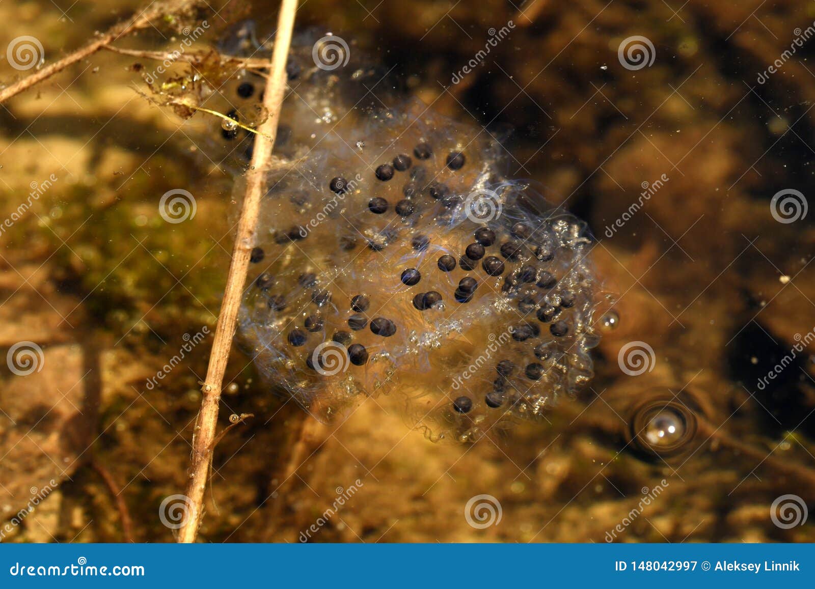 Frog spawn in the water stock image. Image of nature - 148042997