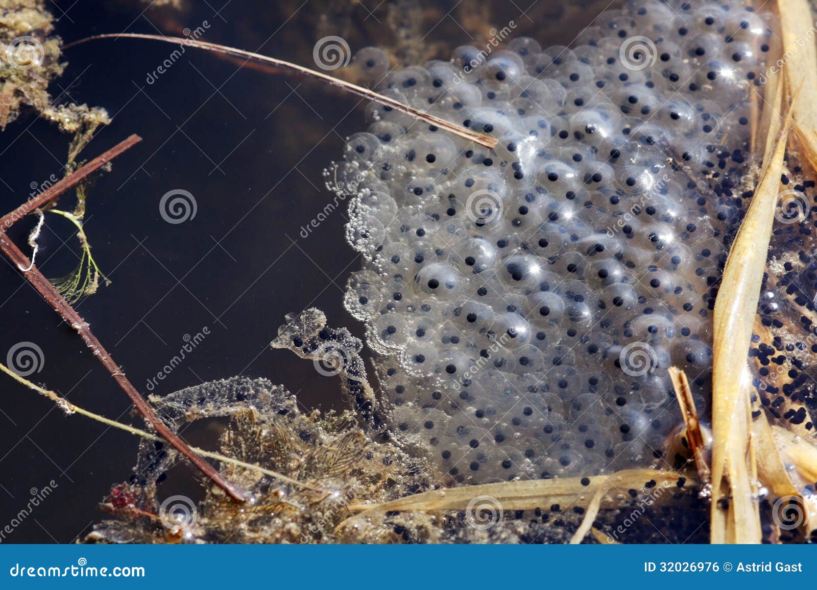 Frog Spawn With Tadpoles Embryos. Stock Image | CartoonDealer.com ...