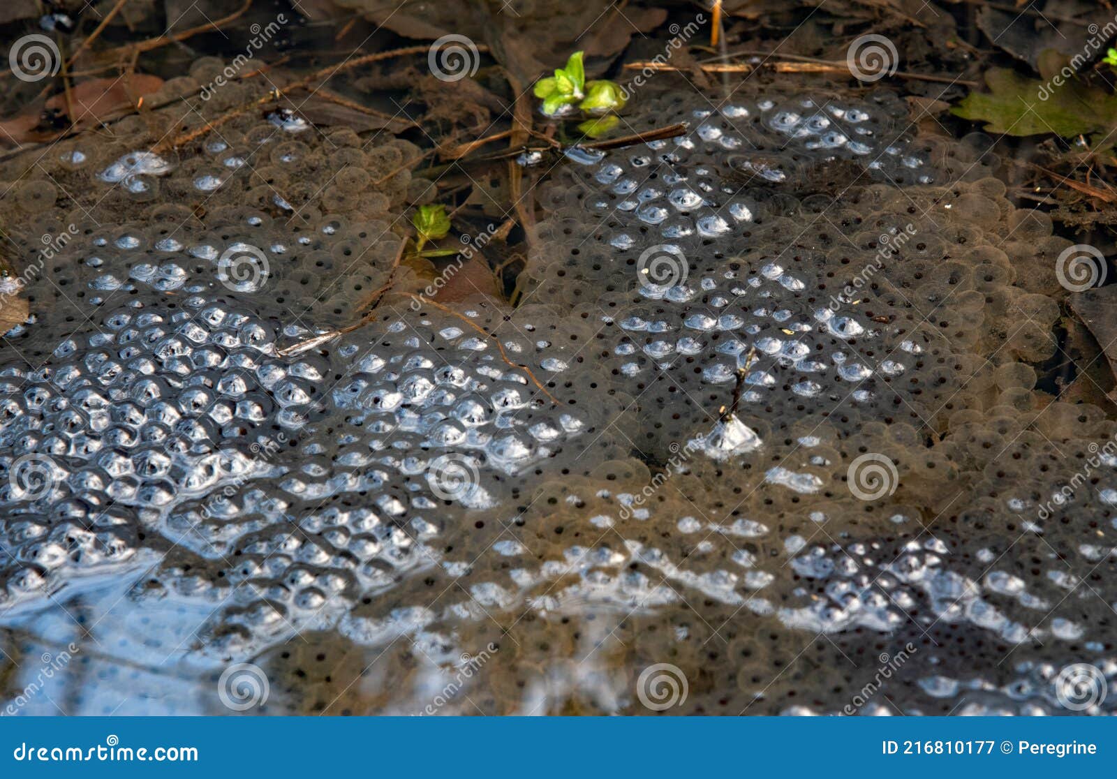 A frog spawn in the waters stock image. Image of pond - 216810177