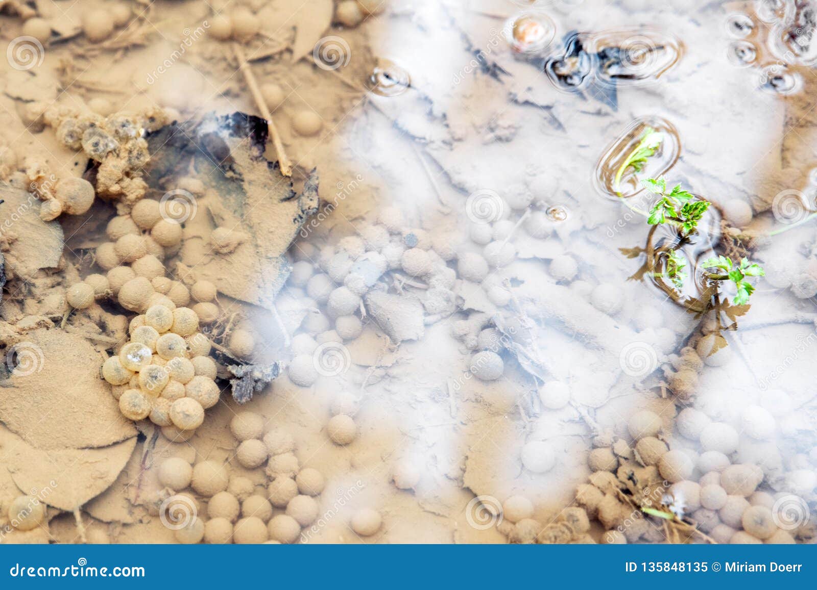 Frog Spawn into a Wild Slough, Frog Egg Embryo Procreation Stock Image ...