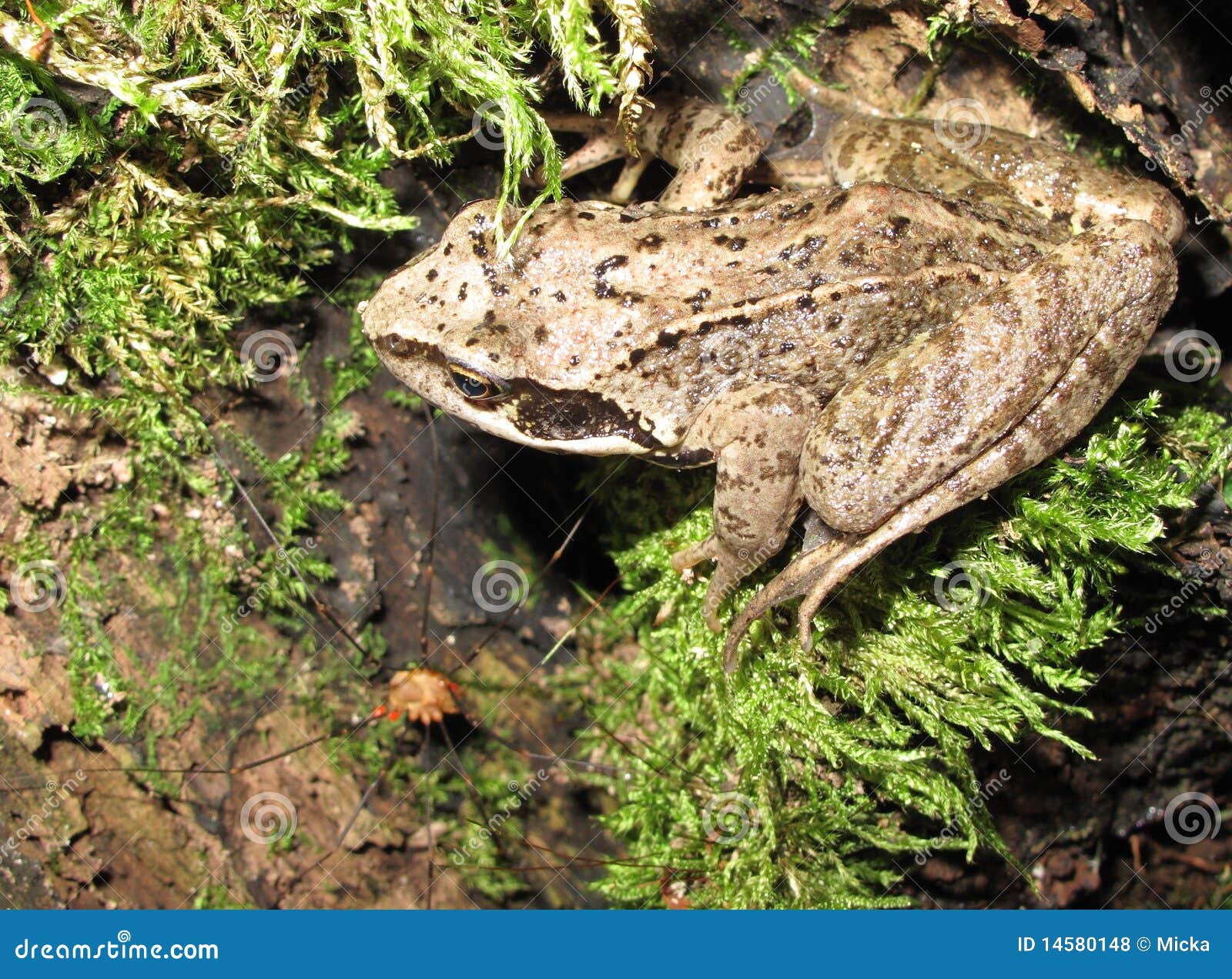 Frog and spider stock photo. Image of spider, brown, varmint - 14580148