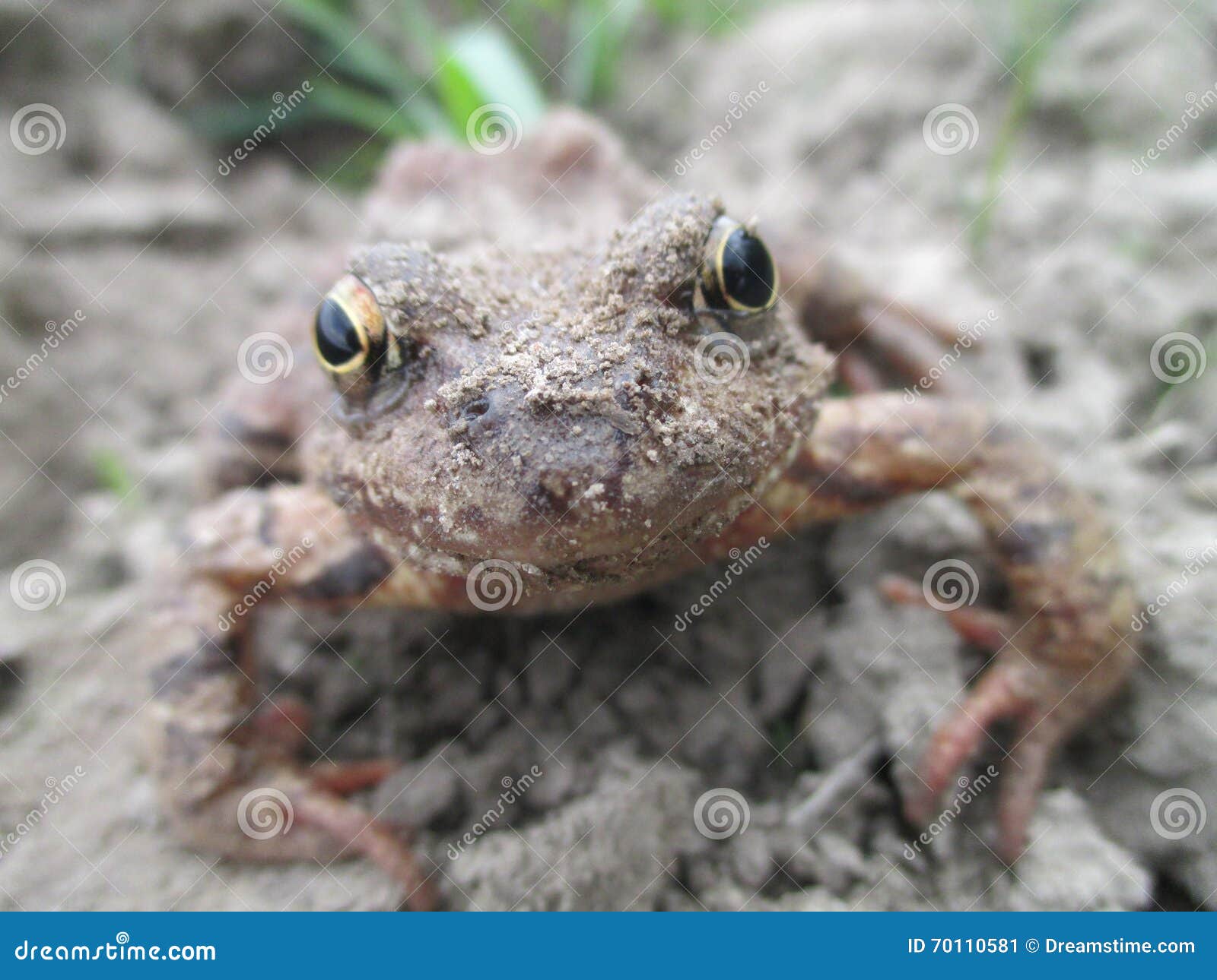 Frog in the Spring Forest. Macro Nature Close Up. Stock Image - Image ...
