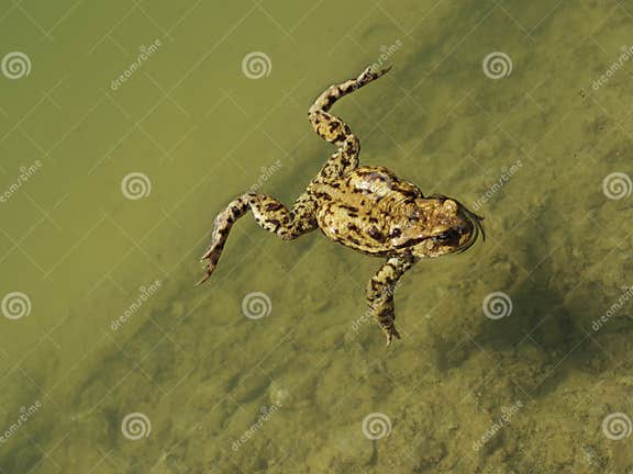 Frog in Lake , Slovakia stock image. Image of nature - 175023093