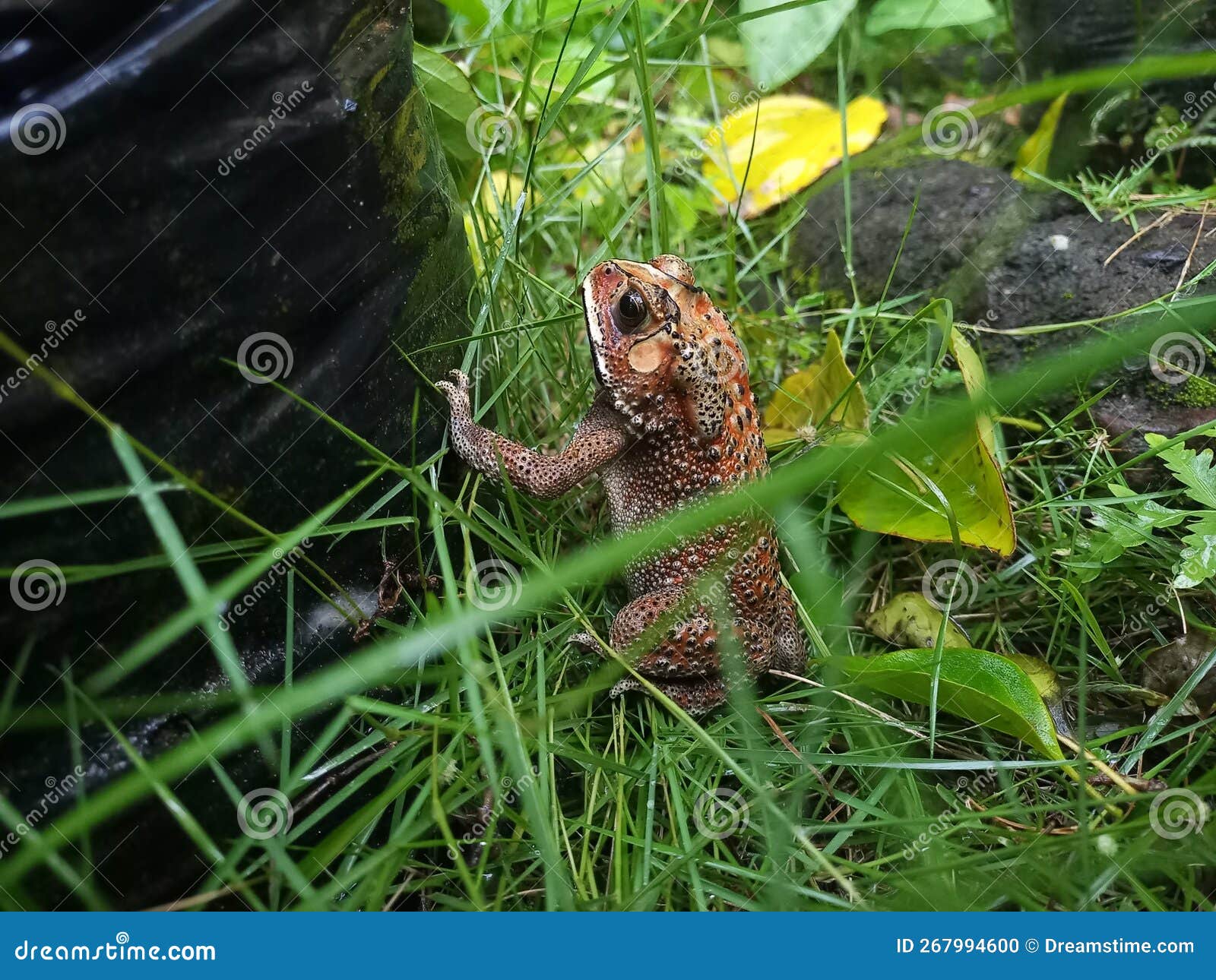 A Frog is Standing and Getting Ready To Climb on the Grass Stock Photo ...