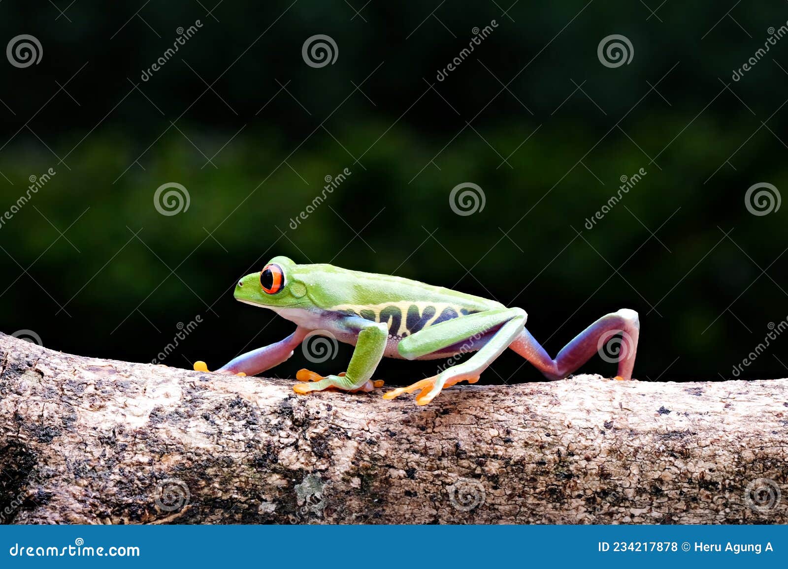 The Frog is Standing on a Stick Stock Photo - Image of likeit ...
