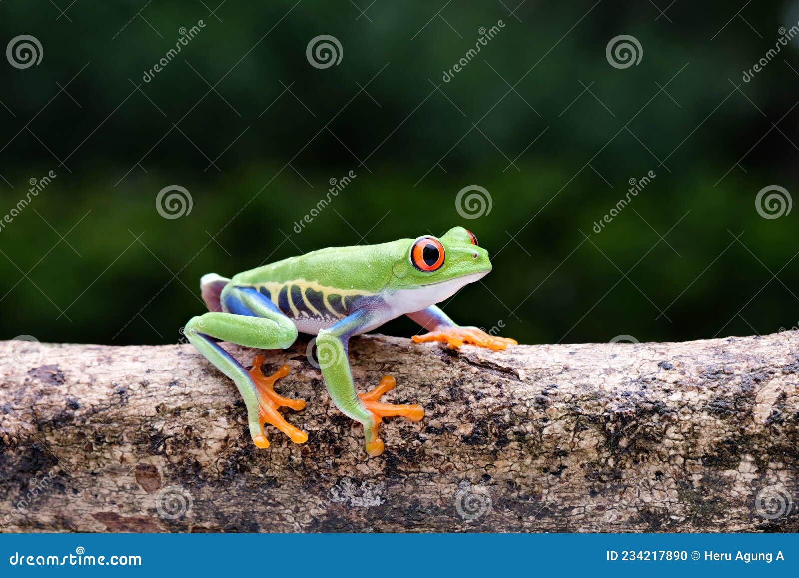 The Frog is Standing on a Stick Stock Photo - Image of green, cute ...