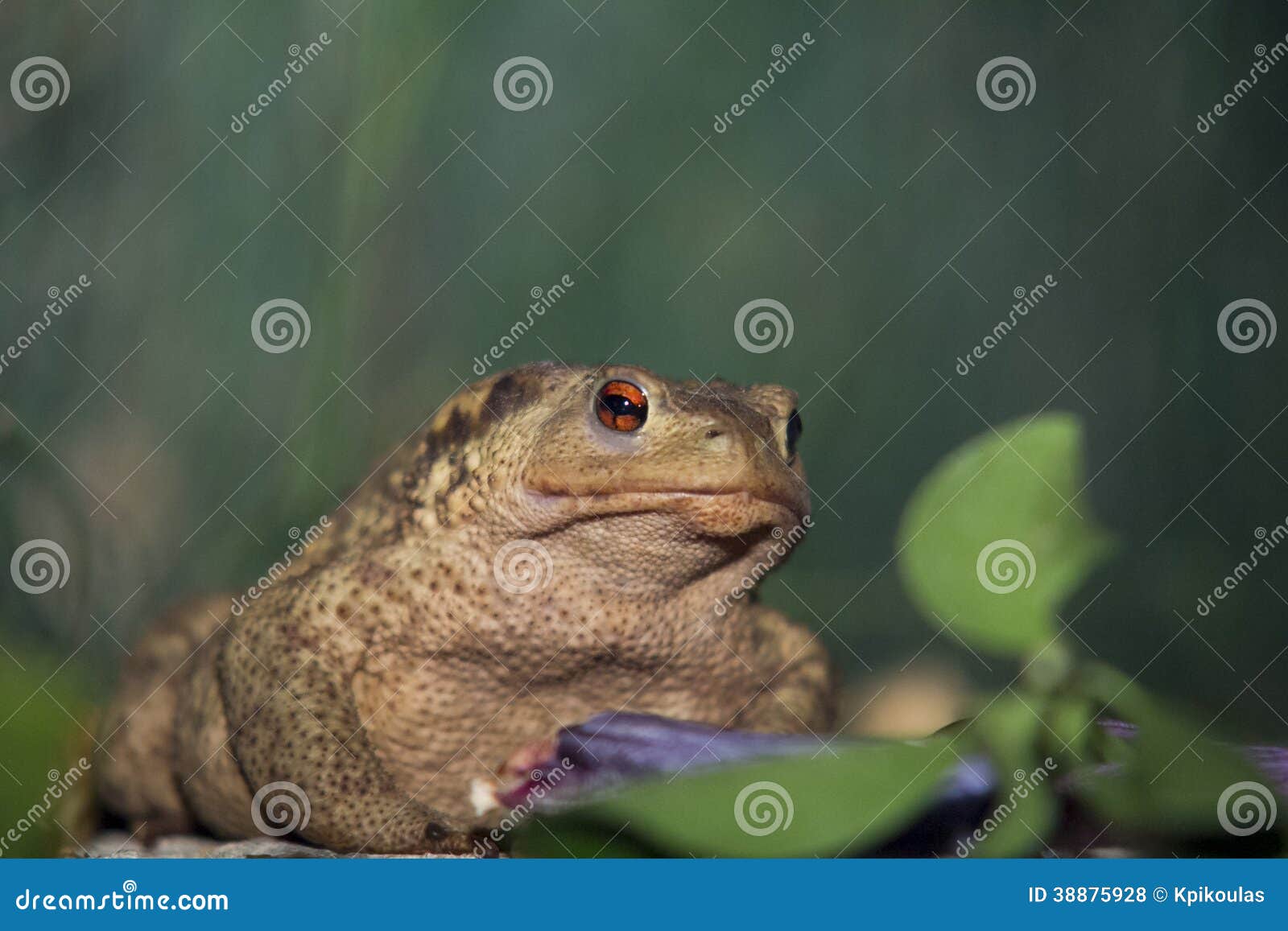 Frog staring at the camera stock photo. Image of leaves - 38875928